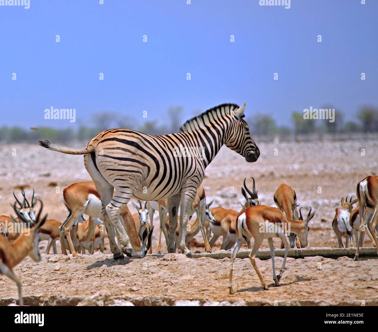 Zebra And Impala High Resolution Stock Photography and Images - Alamy