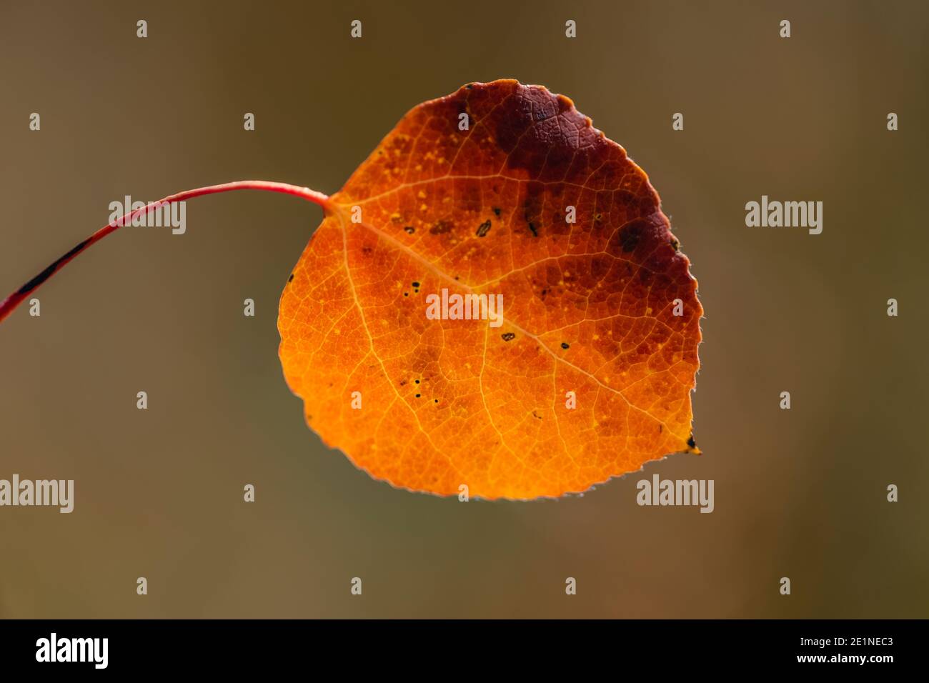 Trembling Aspen, Populus tremuloides, autumn leaves in Great Basin ...