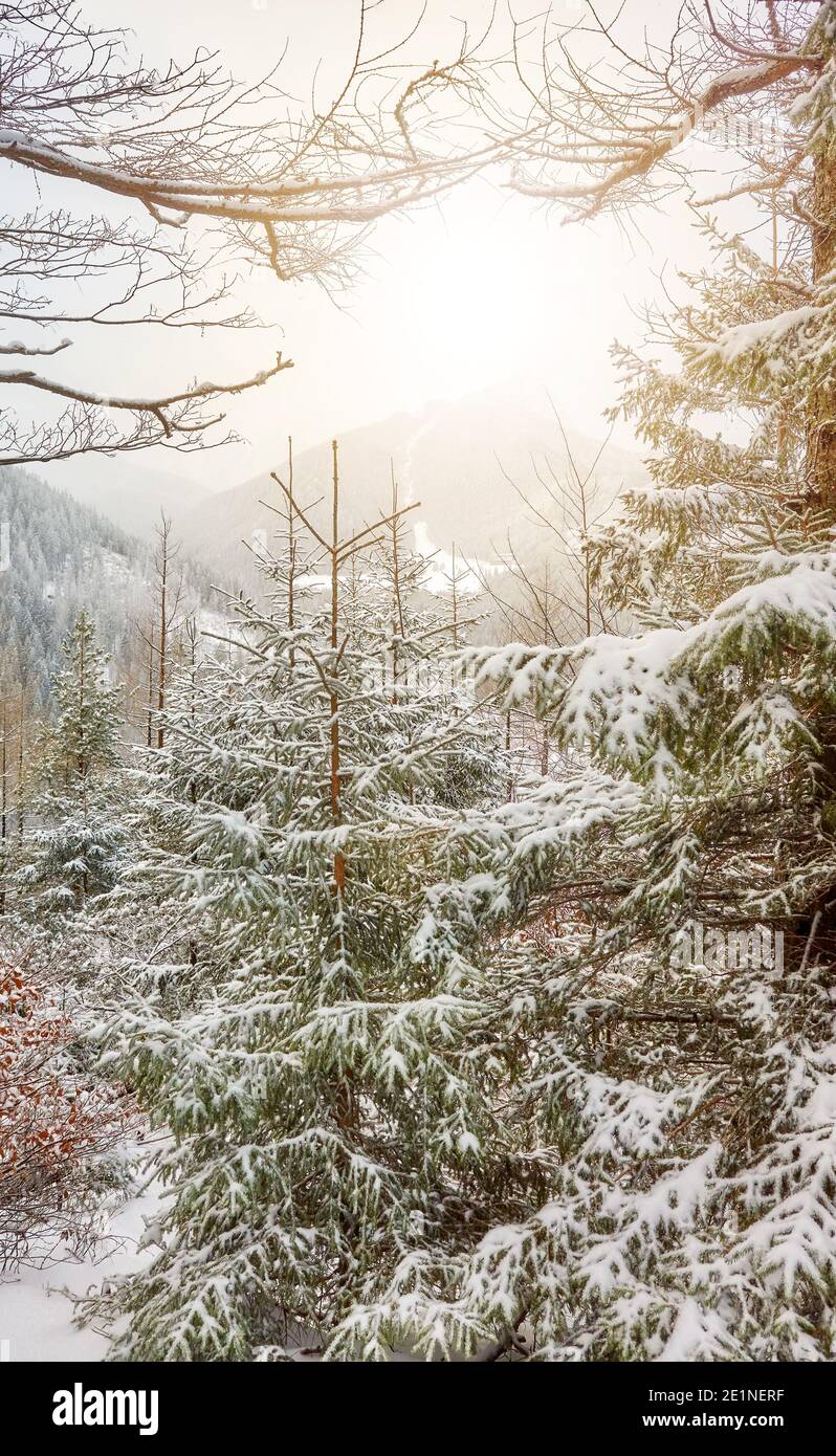 Snow covered trees in Tatra mountains, Tatra National Park, Poland ...
