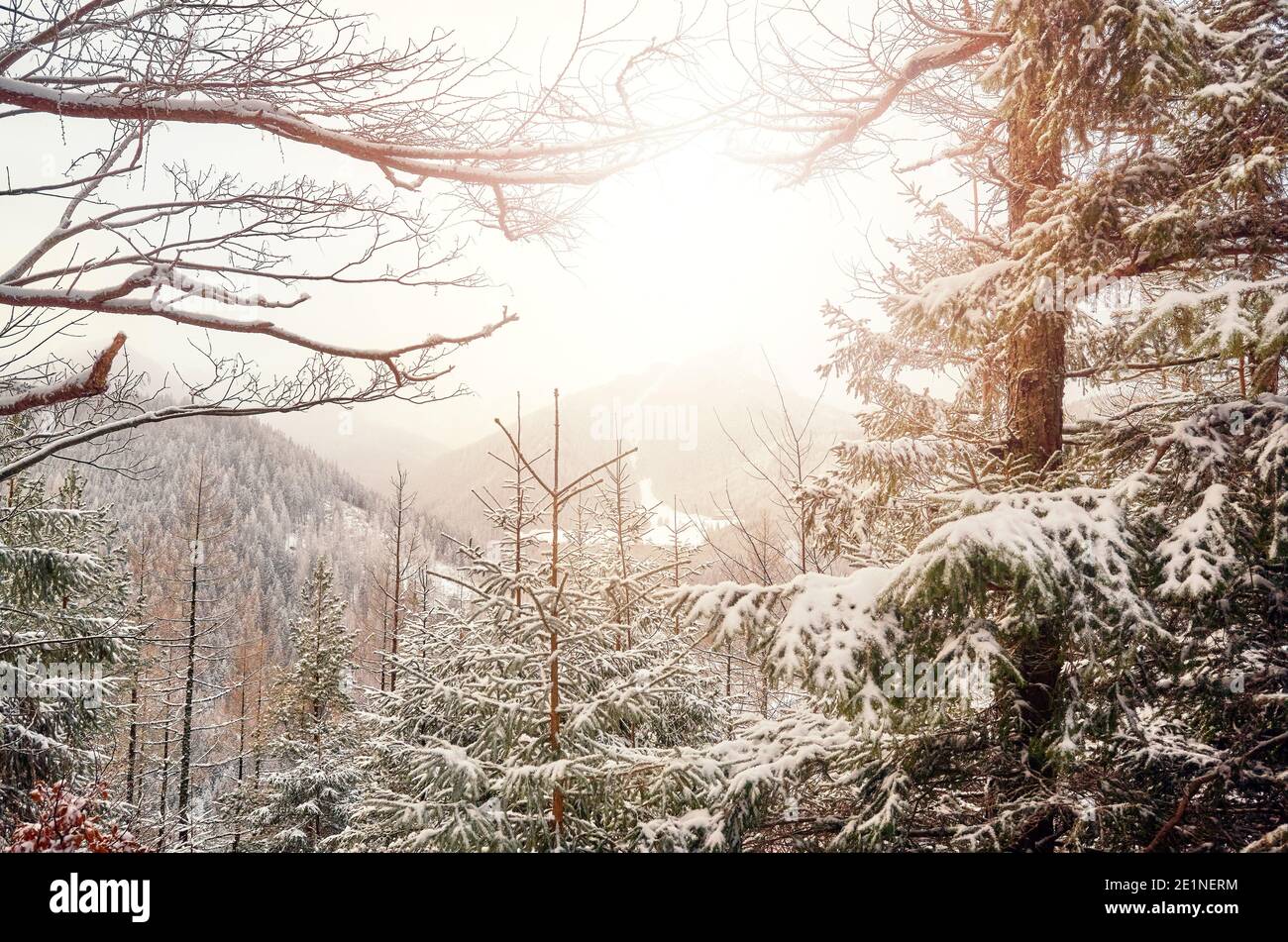 Snow covered trees in Tatra mountains, Tatra National Park, Poland ...