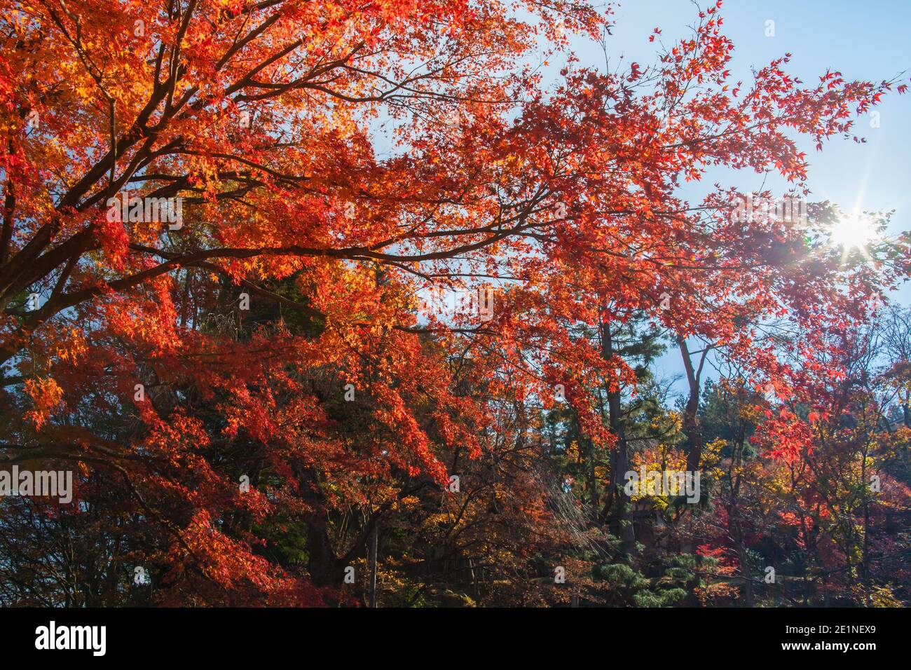 Japanese pagoda tree in october hi-res stock photography and images - Alamy