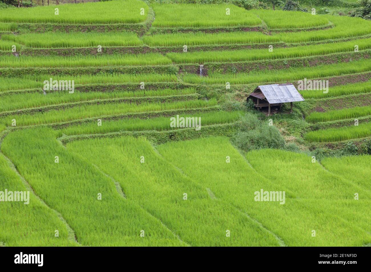 rice field on hill at tropicana Stock Photo - Alamy