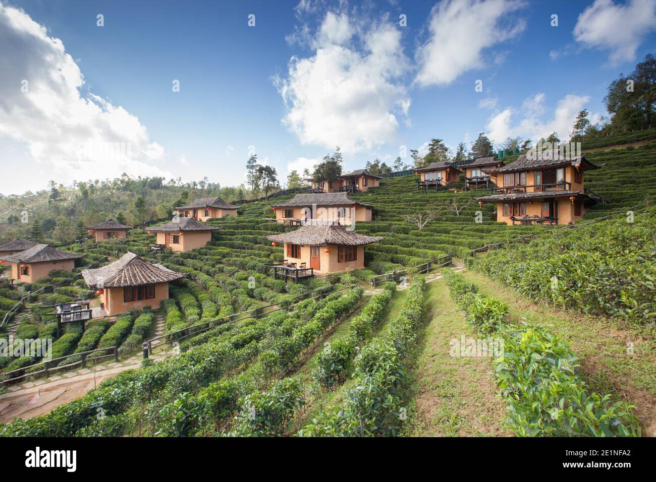 Chinese tea farm dragon hi-res stock photography and images - Alamy
