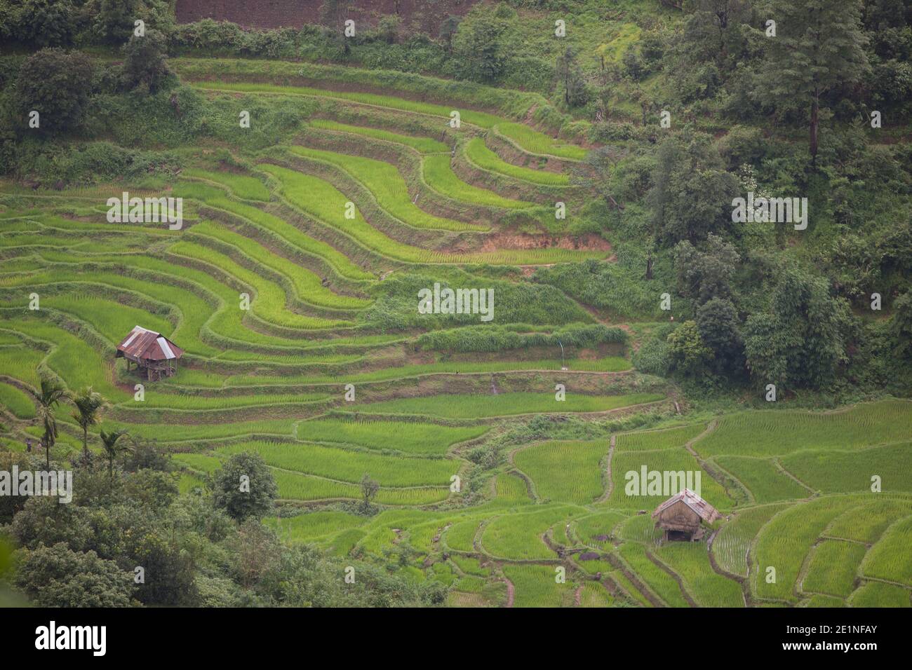 rice field on hill at tropicana Stock Photo - Alamy