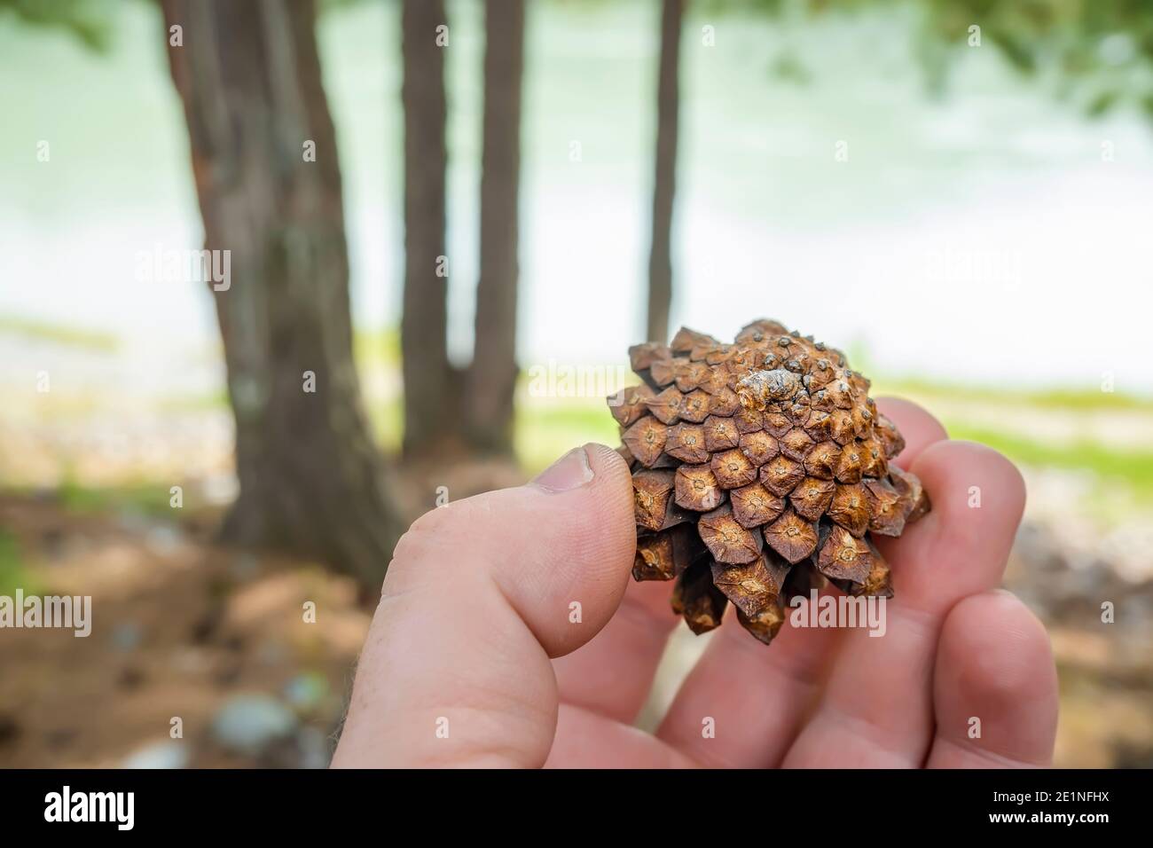 Pine Tree Man Cone High Resolution Stock Photography and Images - Alamy