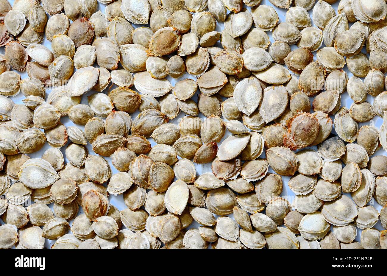 Dry apricot nut on white background Stock Photo - Alamy