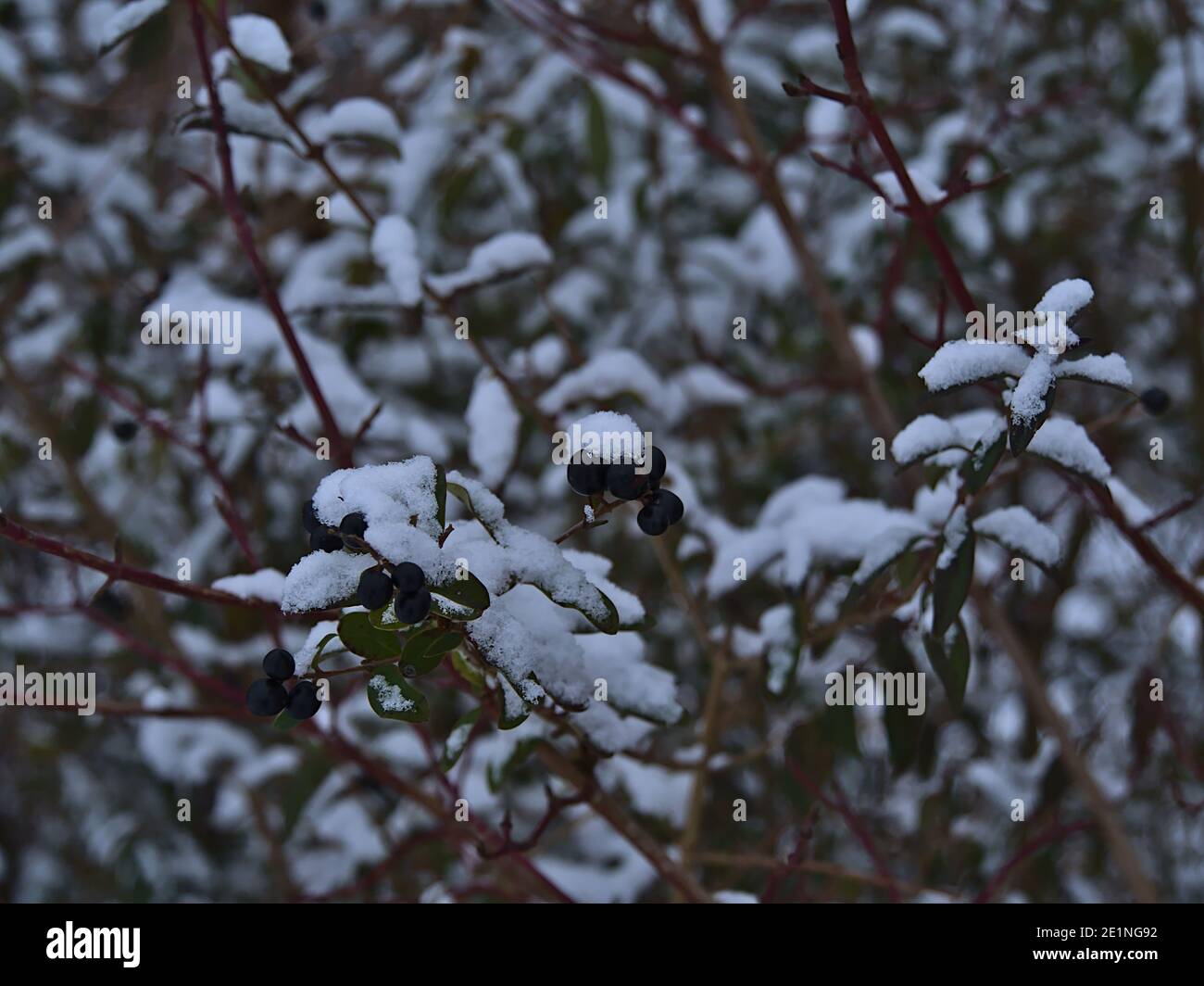 Blue colored berries on bush hi-res stock photography and images - Alamy