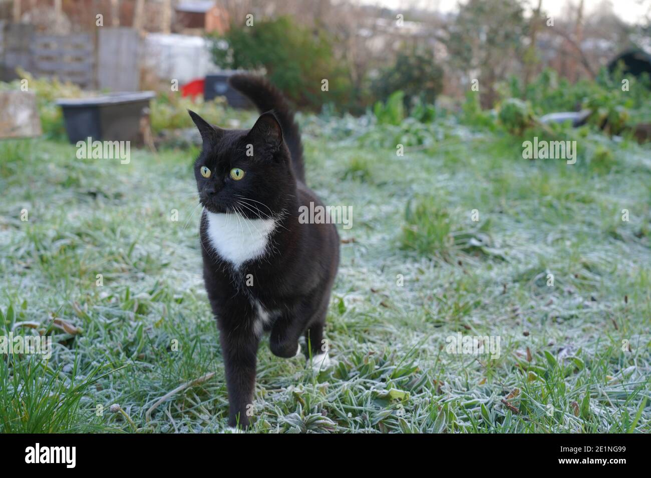 Black and white domestic cat outdoor Stock Photo - Alamy