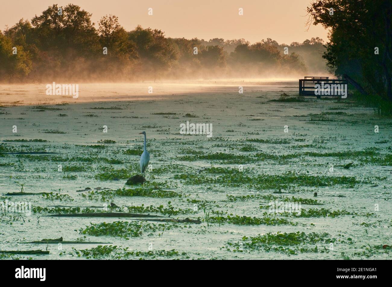 Fog over Elm Lake at sunrise, Brazos Bend State Park near Houston ...