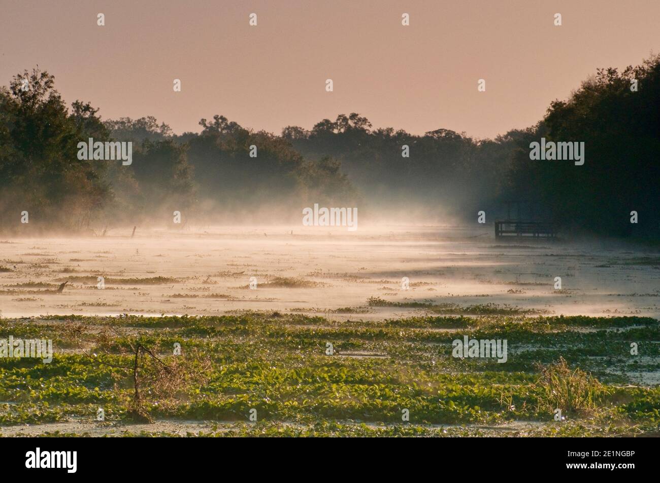 Brazos bend state park hi-res stock photography and images - Alamy