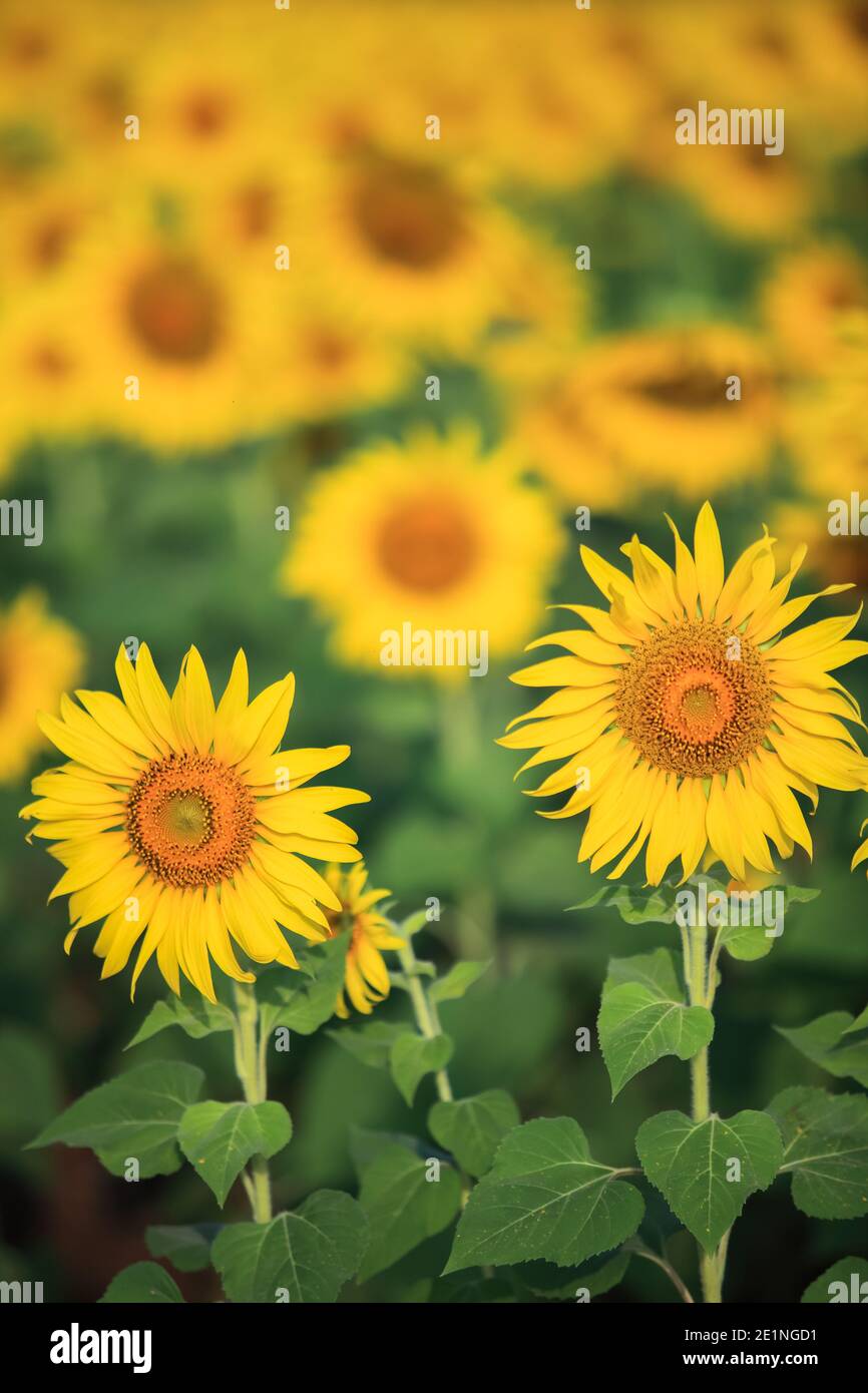 Yellow of sunflowers field at morining time Stock Photo - Alamy
