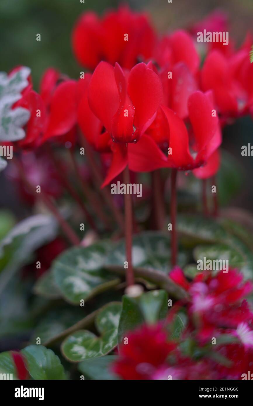 Red cyclamen in full hi-res stock photography and images - Alamy