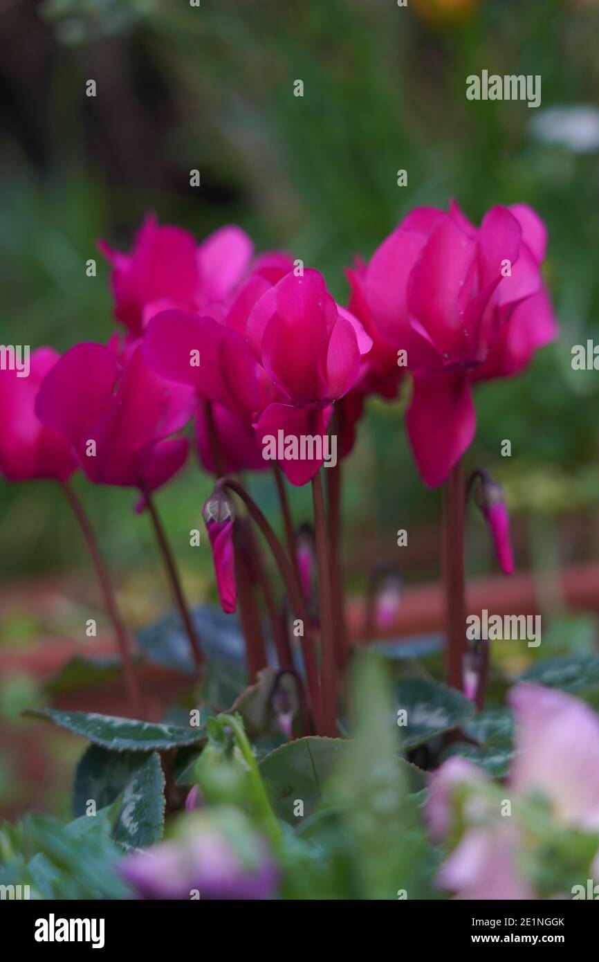 Dark pink cyclamen in full bloom Stock Photo - Alamy