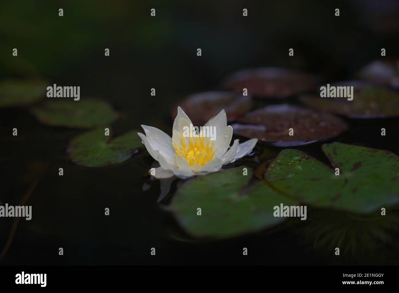Non native dwarf waterlily hi-res stock photography and images - Alamy