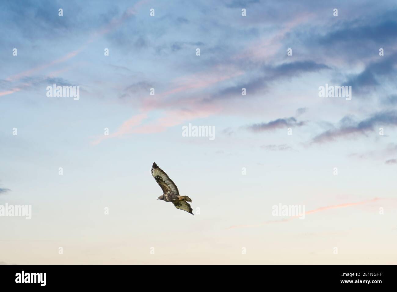 Beautiful adult buzzard eagle, Buteo buteo, in flight with cloudy blue ...