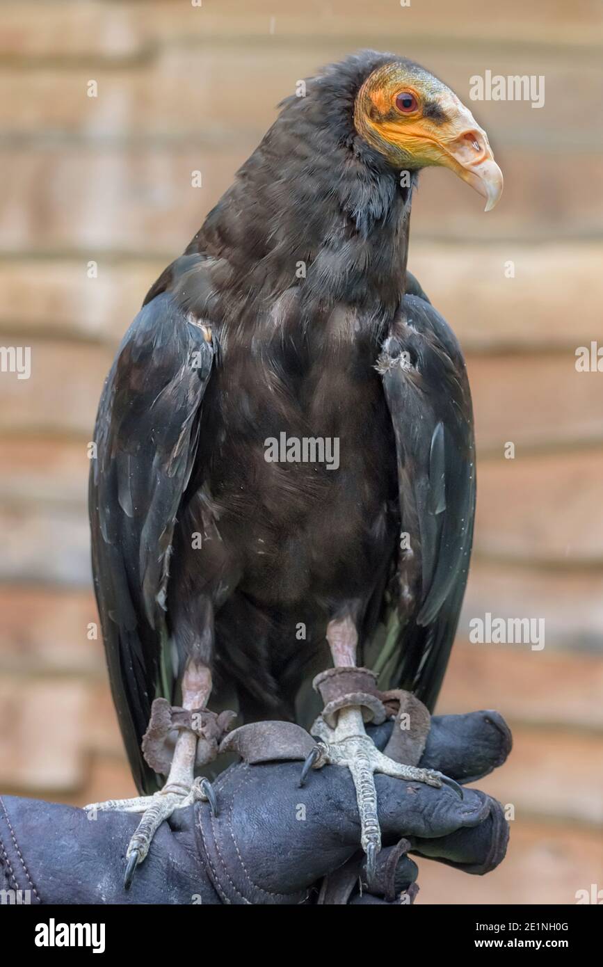 Lesser yellow-headed vulture, Cathartes burrovianus, the savannah ...