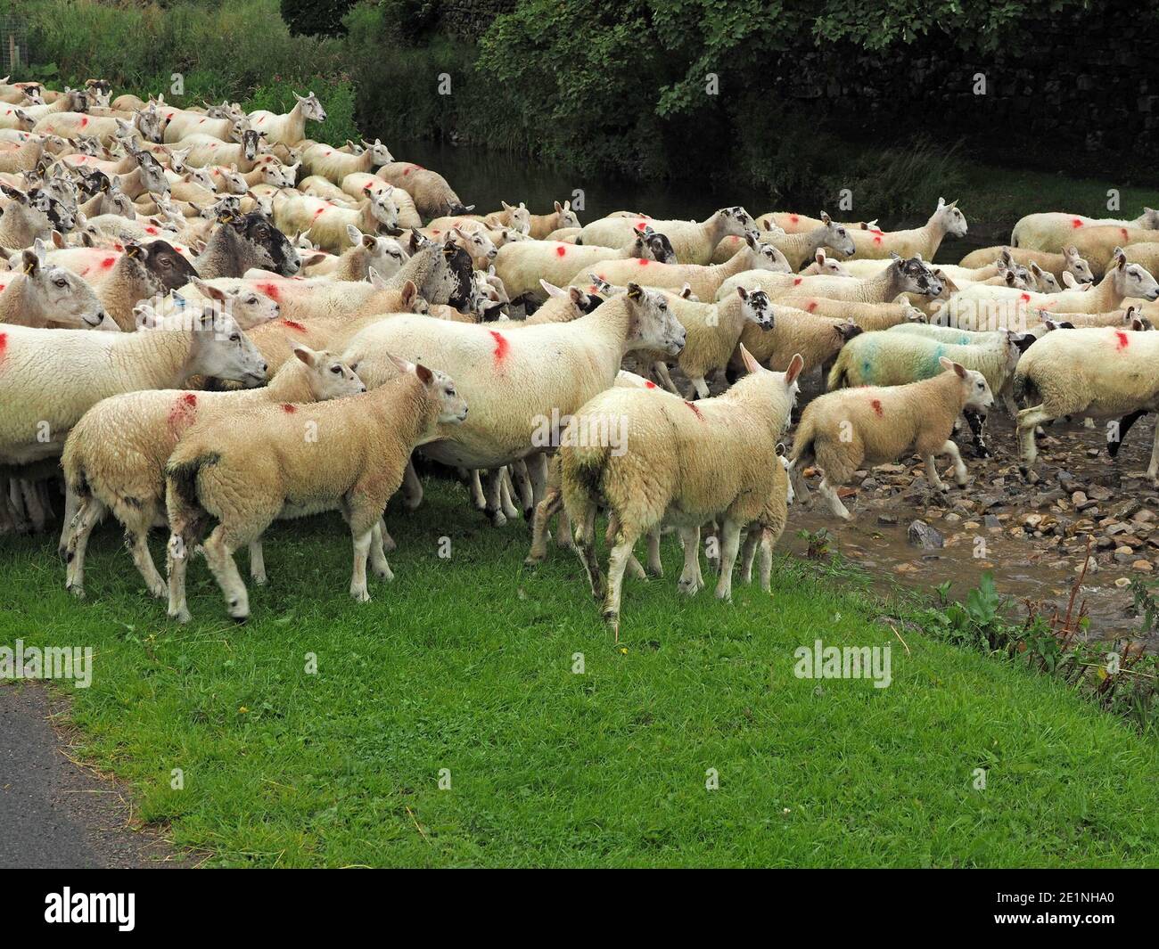 flock of many sheep with grown lambs herded together to cross ford ...