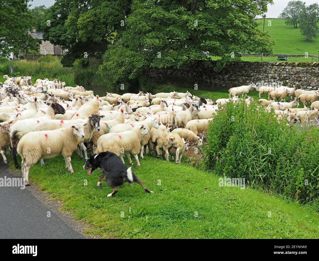 Cumbrian countryside sheepdog hi-res stock photography and images - Alamy