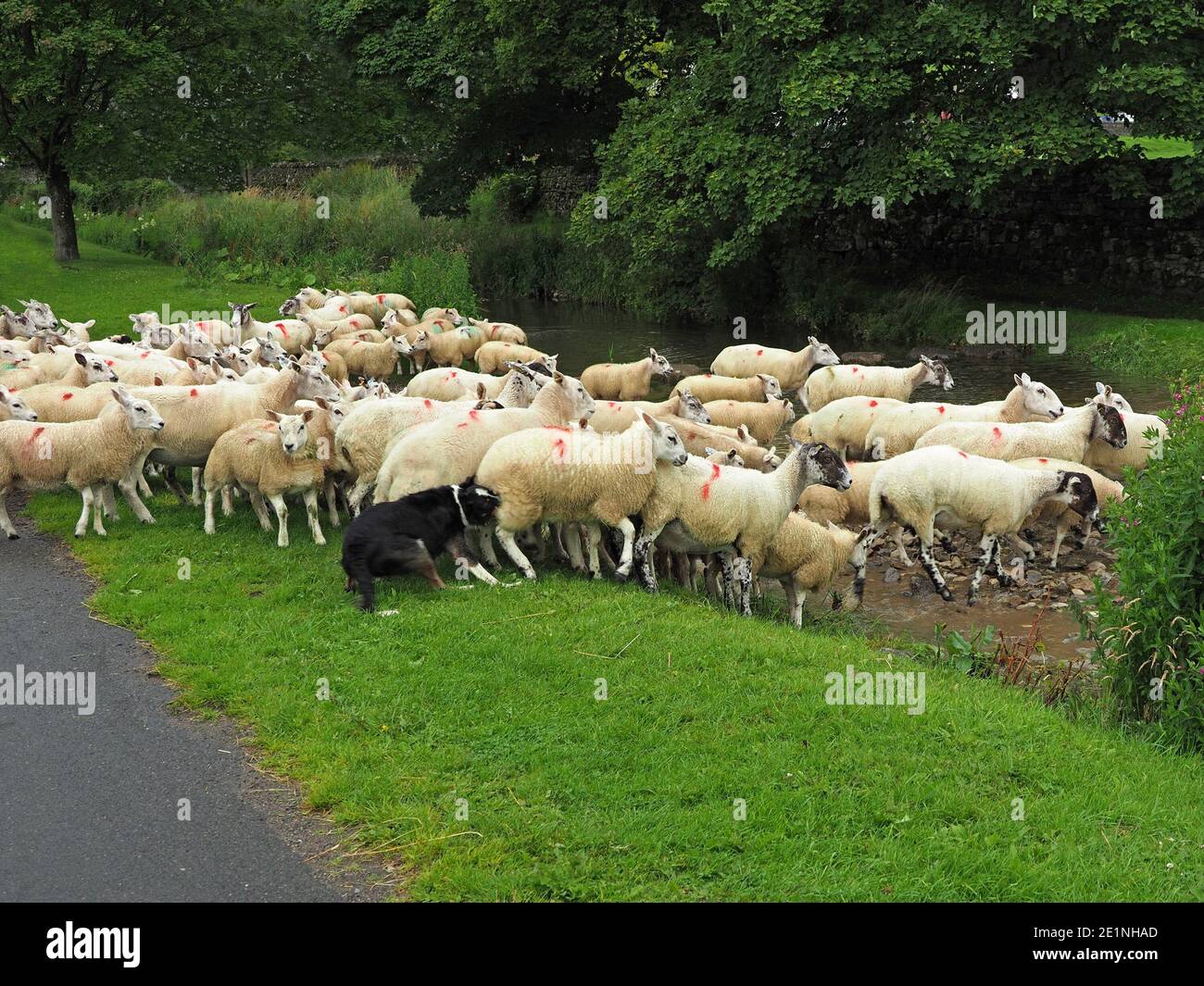 Cumbrian countryside sheepdog hi-res stock photography and images - Alamy