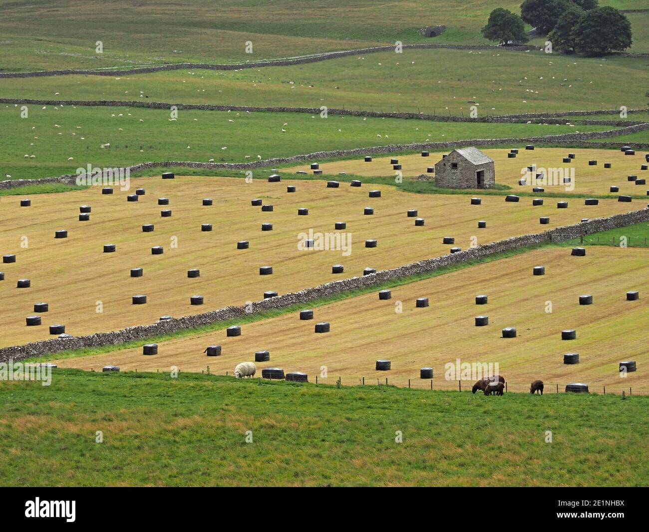 Stone barn amid patchwork of pale harvested fields with black plastic ...