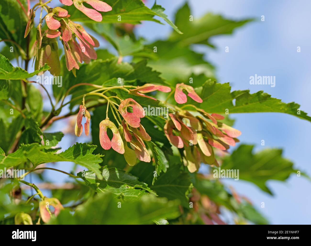 Fruits from the maple tree, acer Stock Photo - Alamy