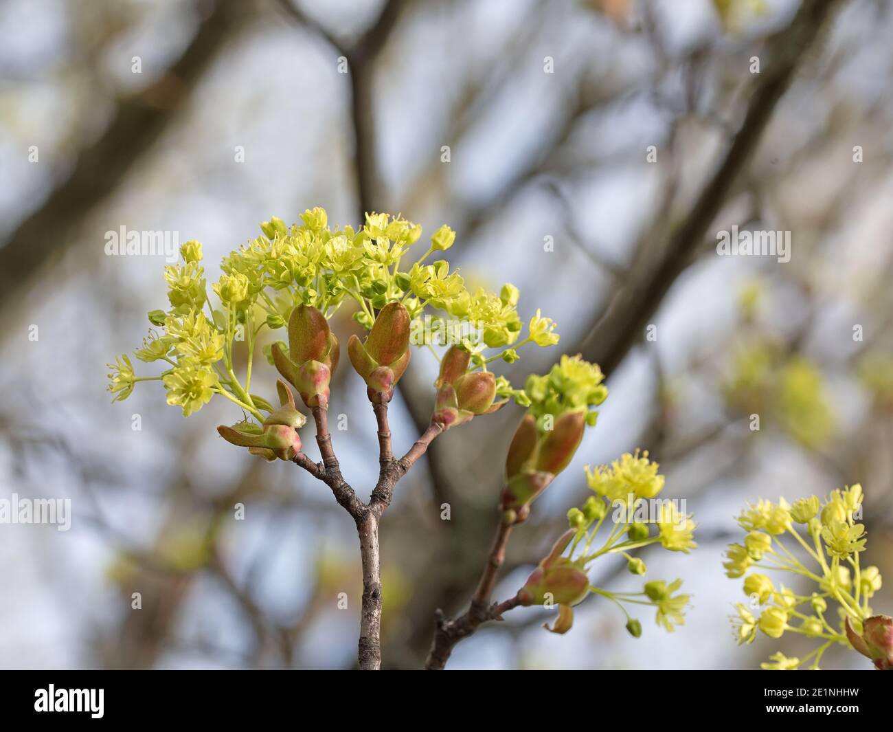 Blooming Norway maple, acer platanoides, in spring Stock Photo - Alamy
