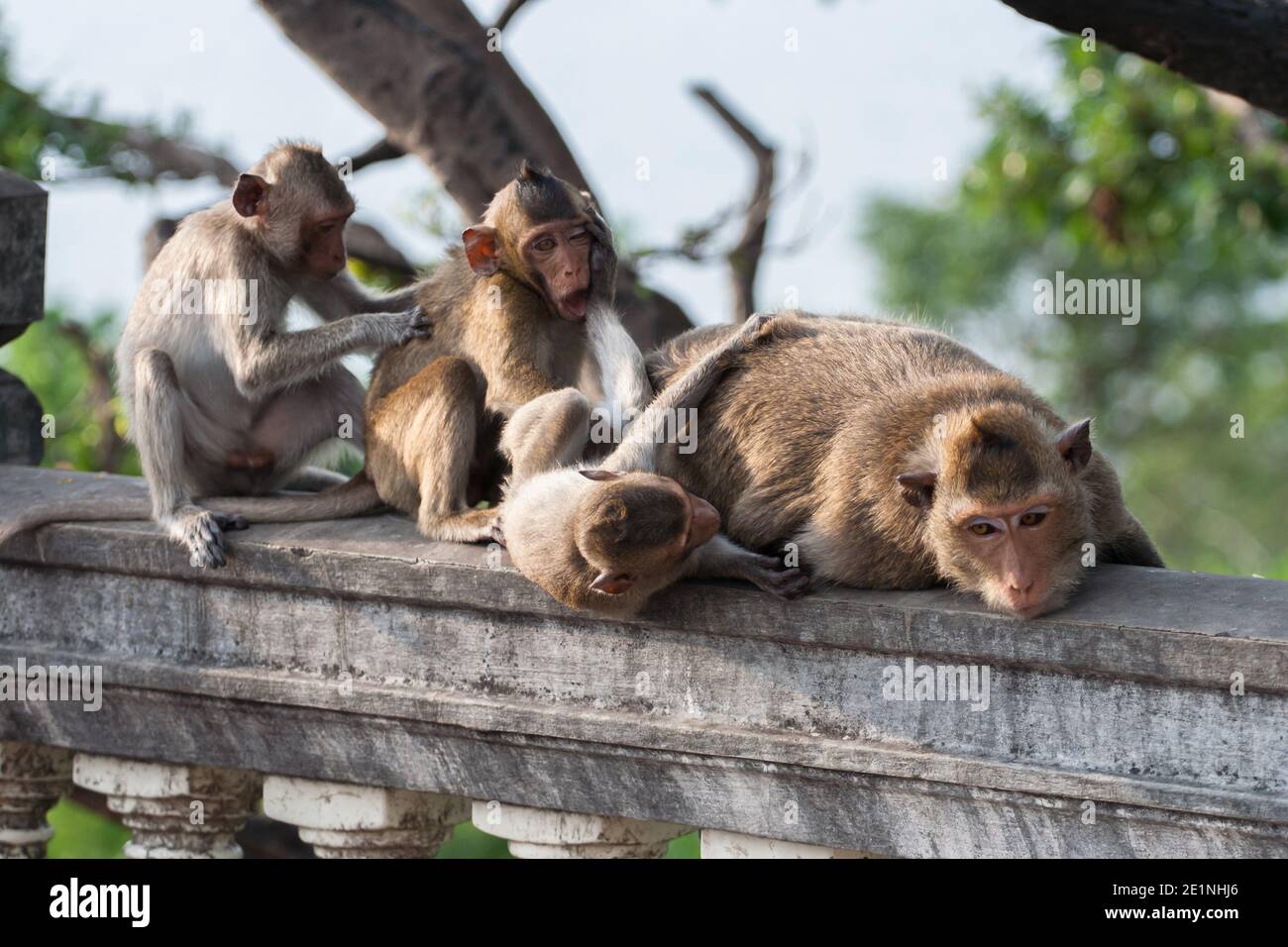Brown color monkey standing Stock Photo - Alamy