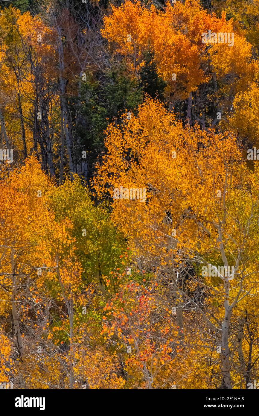 Quaking Aspens, Populus tremuloides, in brilliant autumn color along ...