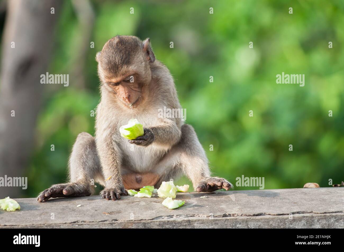 Brown color monkey standing Stock Photo - Alamy