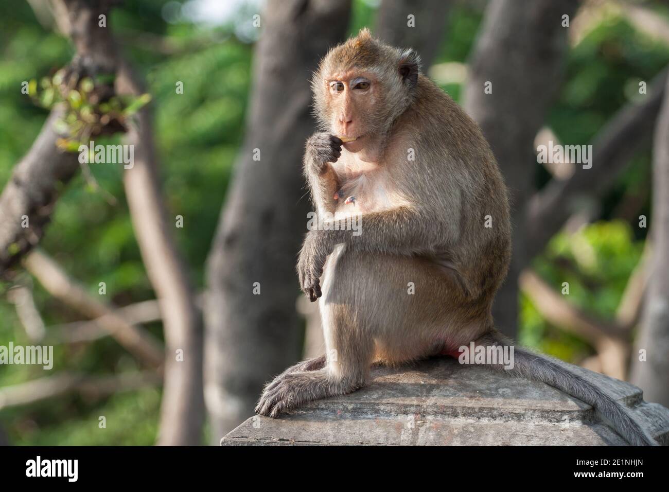 Brown color monkey standing Stock Photo - Alamy