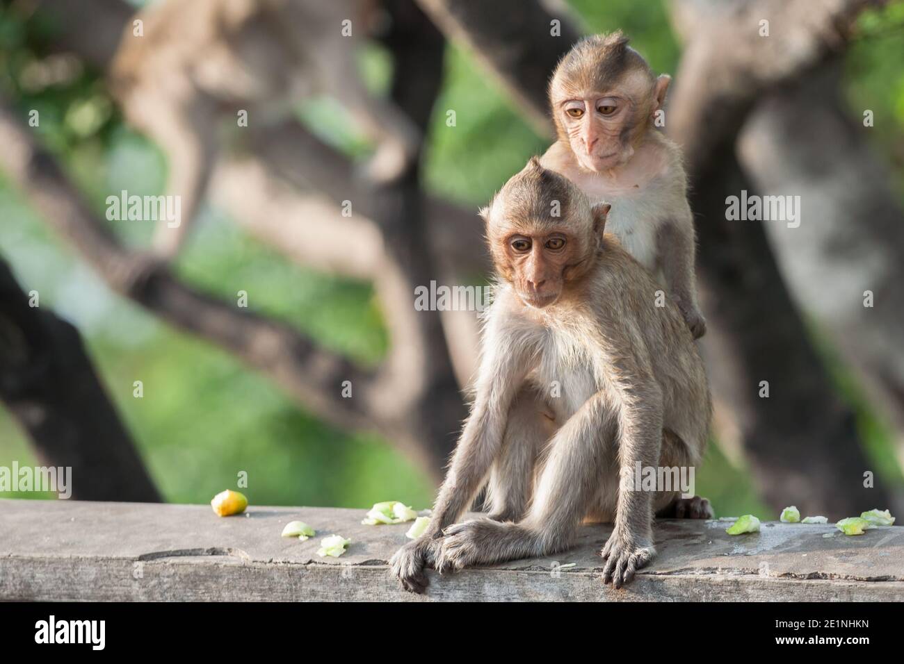 Brown color monkey standing Stock Photo - Alamy