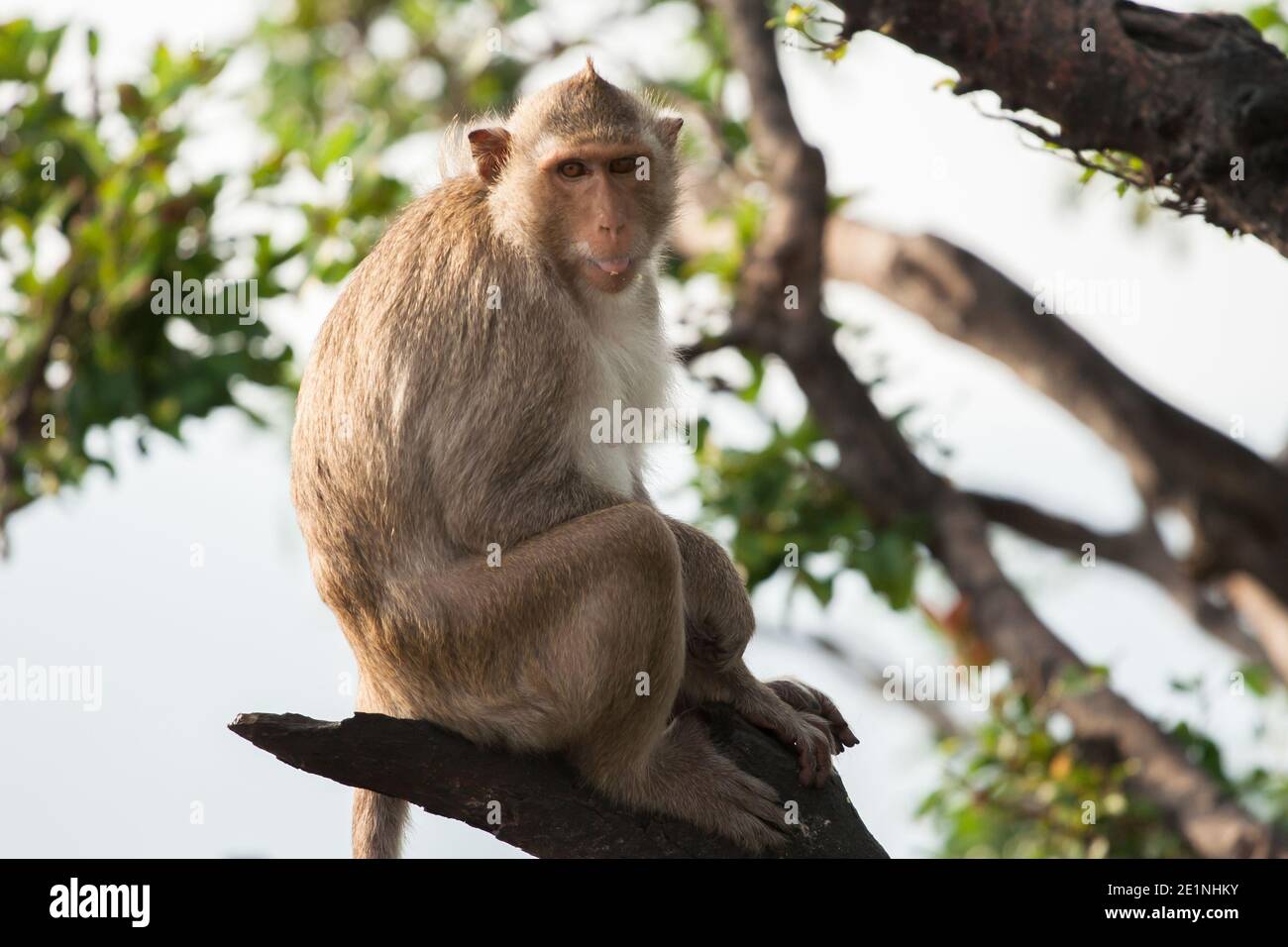 Brown color monkey standing Stock Photo - Alamy