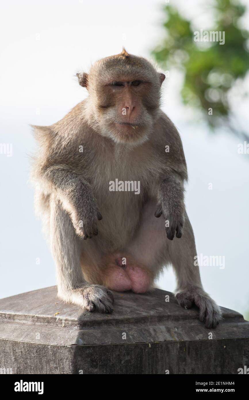 Brown color monkey standing Stock Photo - Alamy