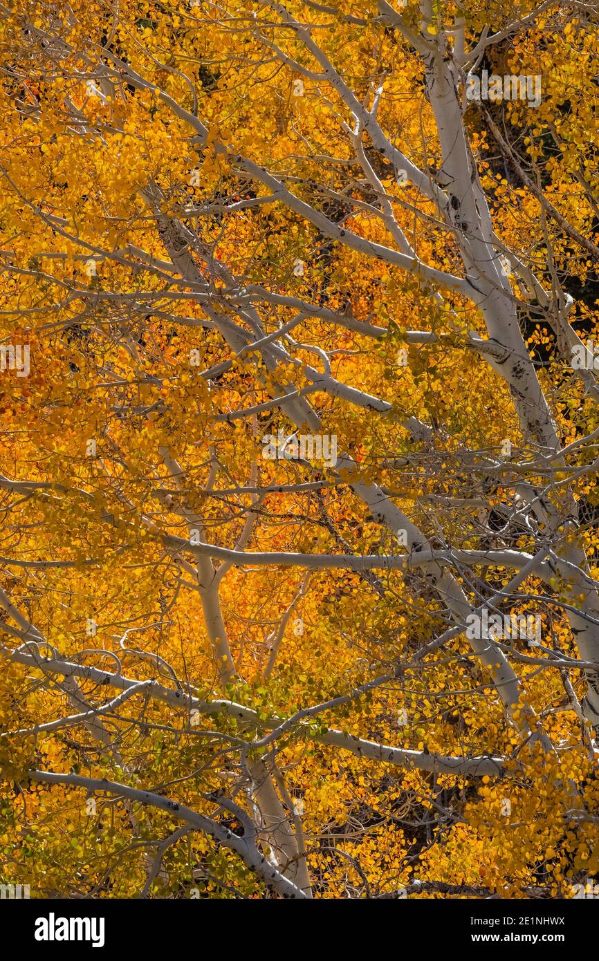 Quaking Aspens, Populus tremuloides, in brilliant autumn color along ...