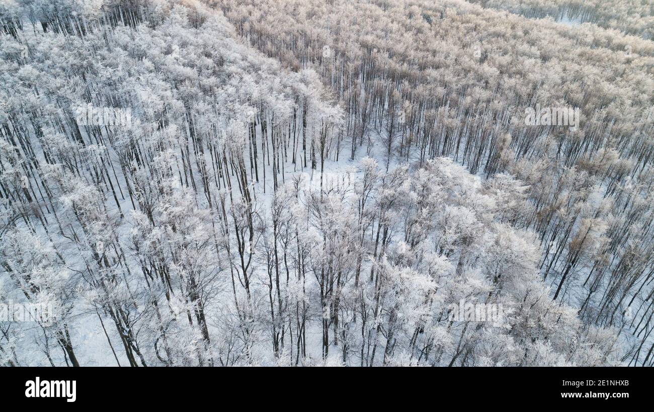 Forest from above wallpaper hi-res stock photography and images - Alamy