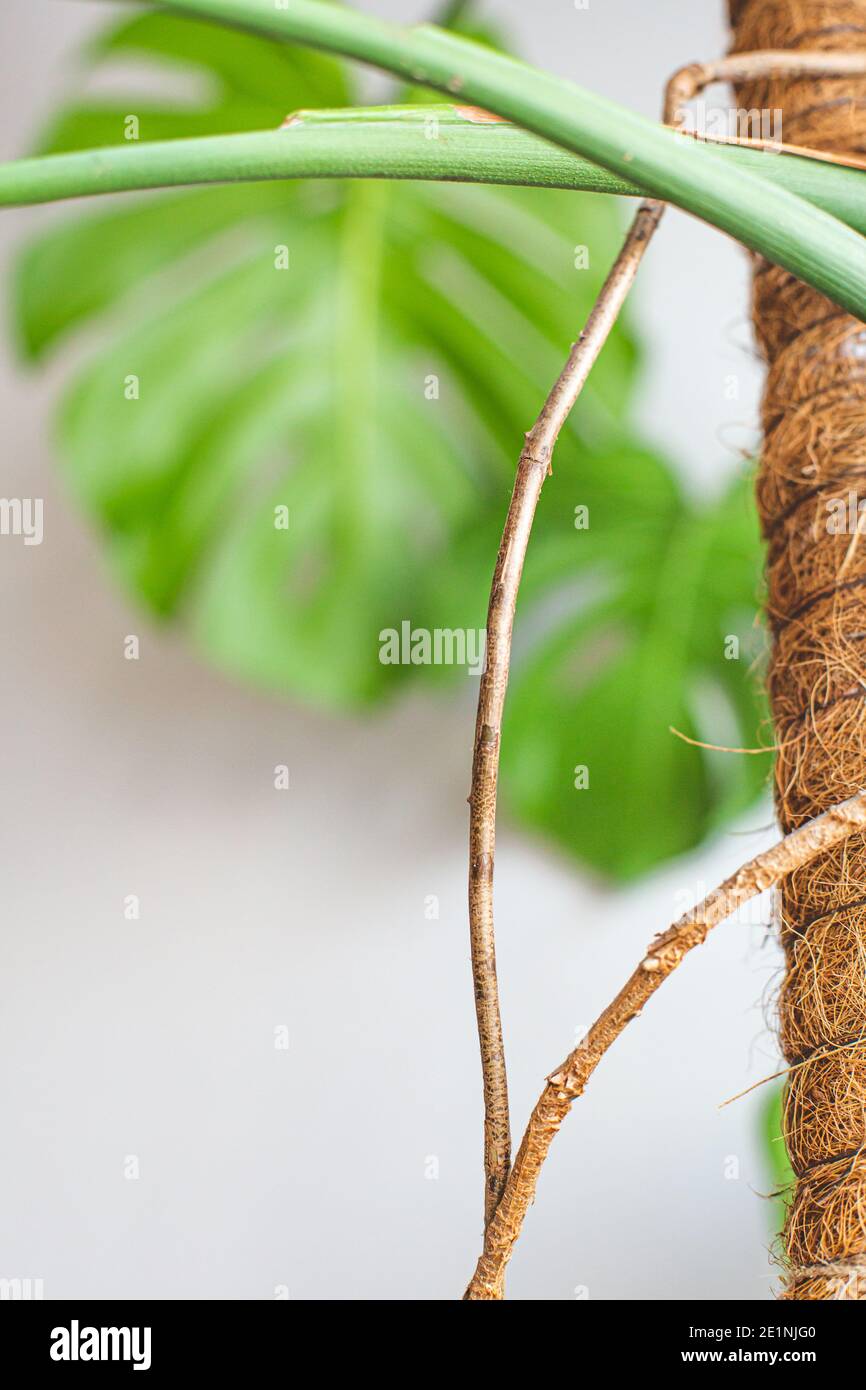 Monstera deliciosa houseplant hi-res stock photography and images - Alamy