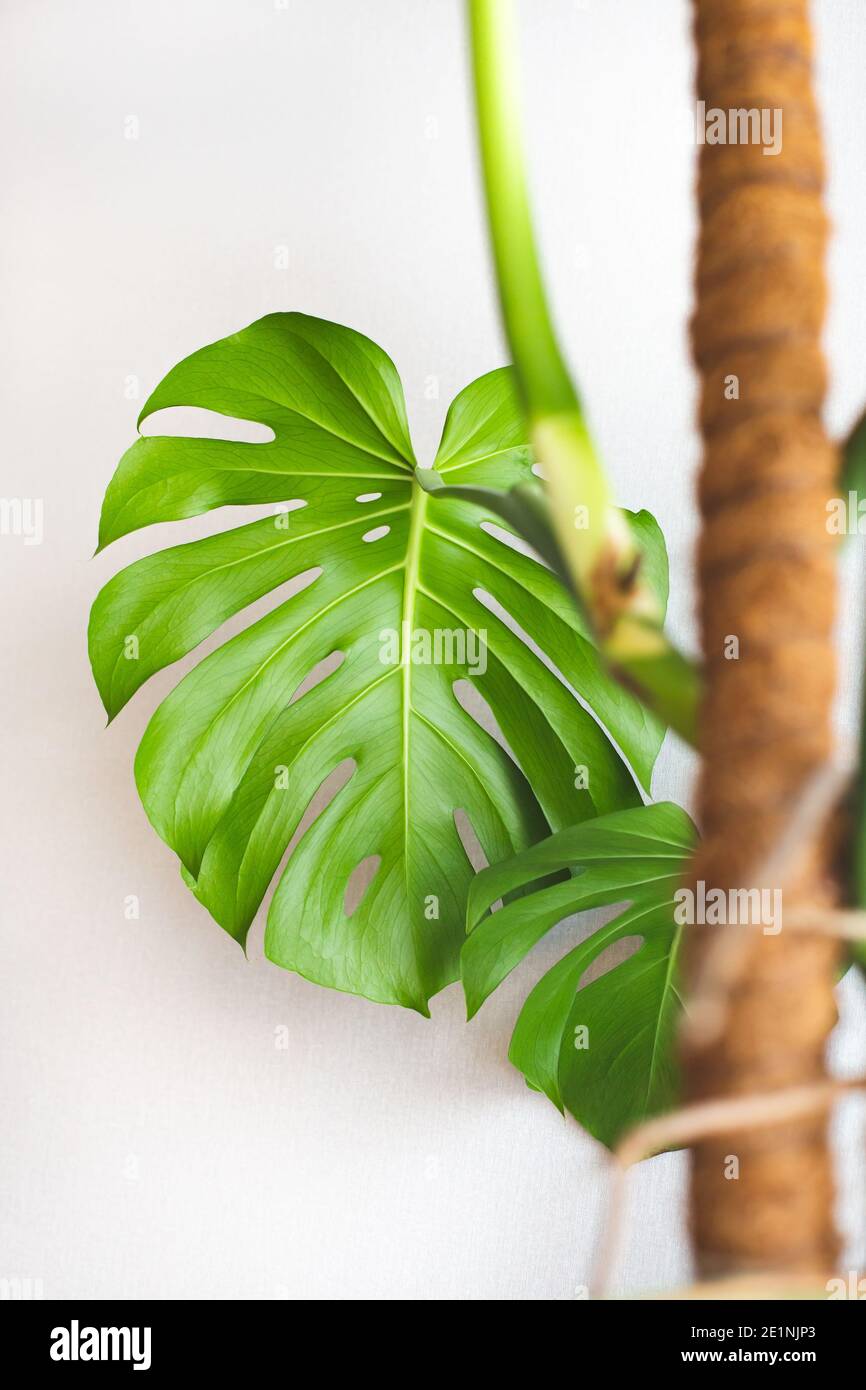 Carved leaves of a beautiful monstera flower on background of a white ...