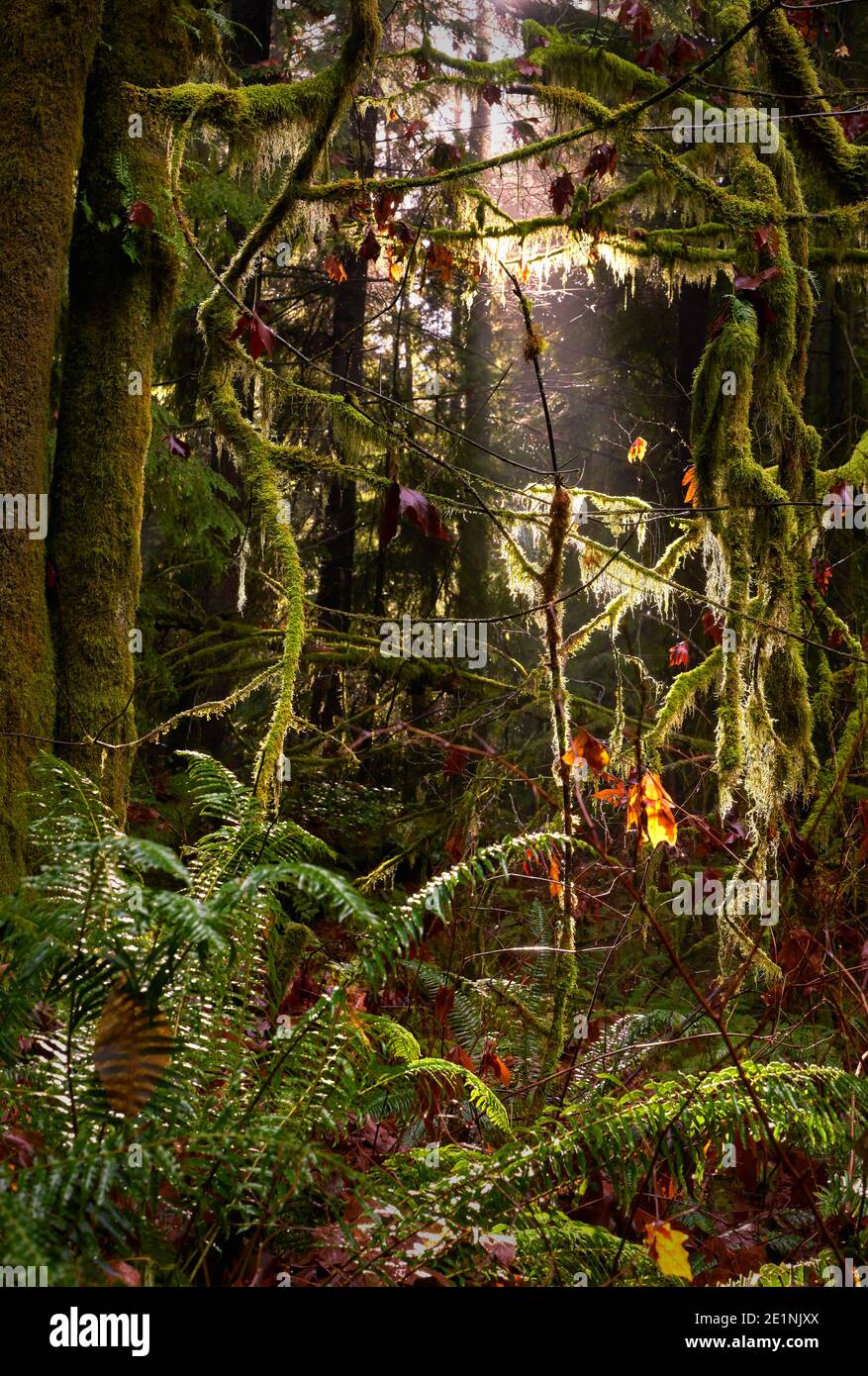 Pacific Northwest Forest Beard Lichen. Beard Lichen hanging from the ...