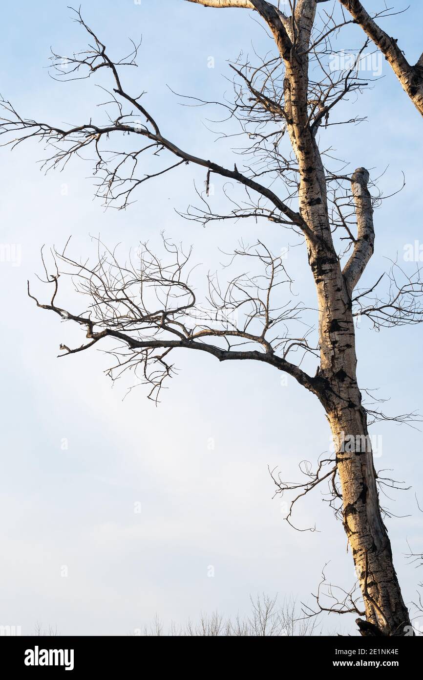 Long thick wood branch hi-res stock photography and images - Alamy