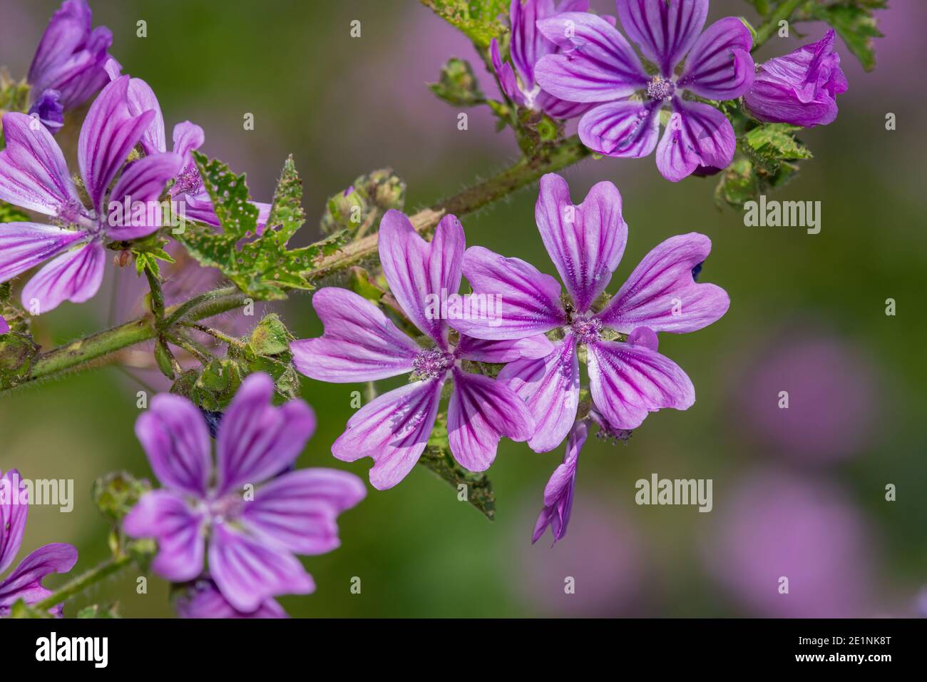 Close up of common mallow (malva sylvestris) flowers in bloom Stock ...