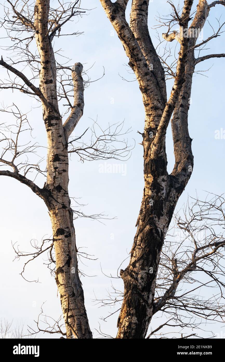 Long thick wood branch hi-res stock photography and images - Alamy