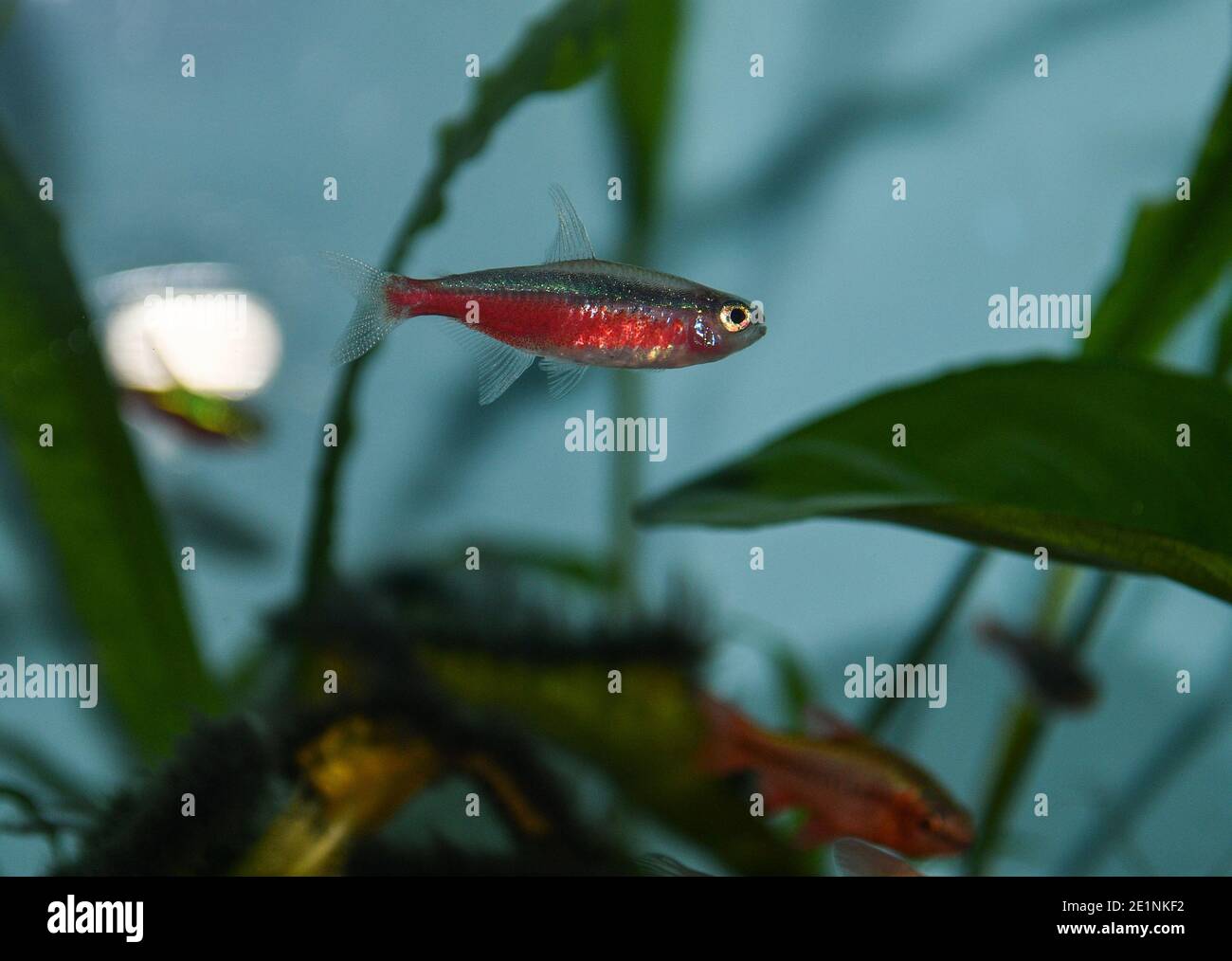 Neon Tetra (Paracheirodon innesi) in freshwater tropical aquarium Stock ...