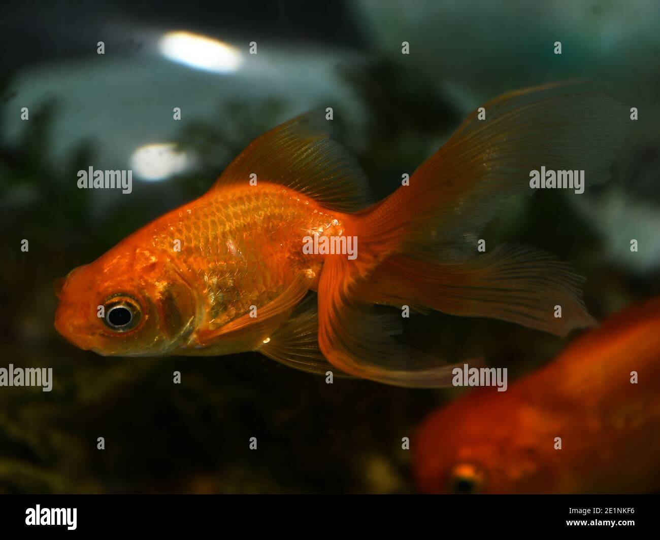 Gold Fish Carassius Auratus Auratus High Resolution Stock Photography ...