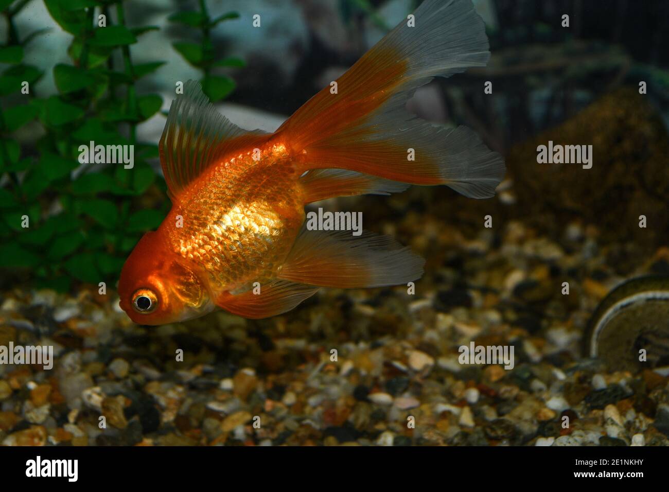 Beautiful river goldfish hi-res stock photography and images - Alamy