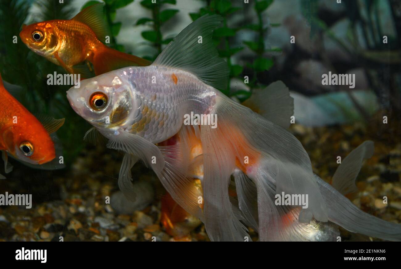 Beautiful river goldfish hi-res stock photography and images - Alamy