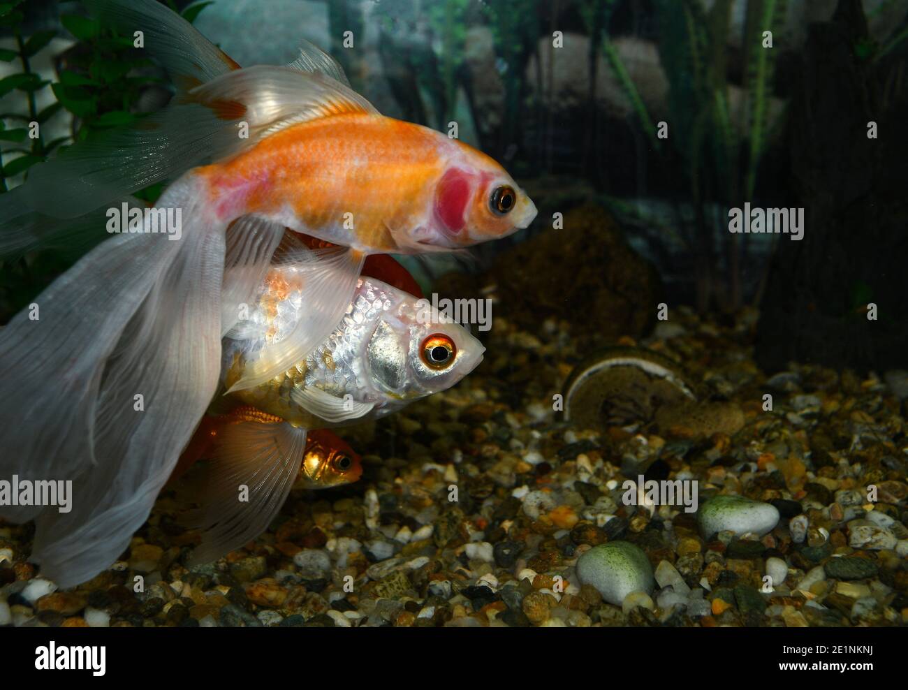 Goldfish (carassius auratus) in a freshwater aquarium Stock Photo - Alamy