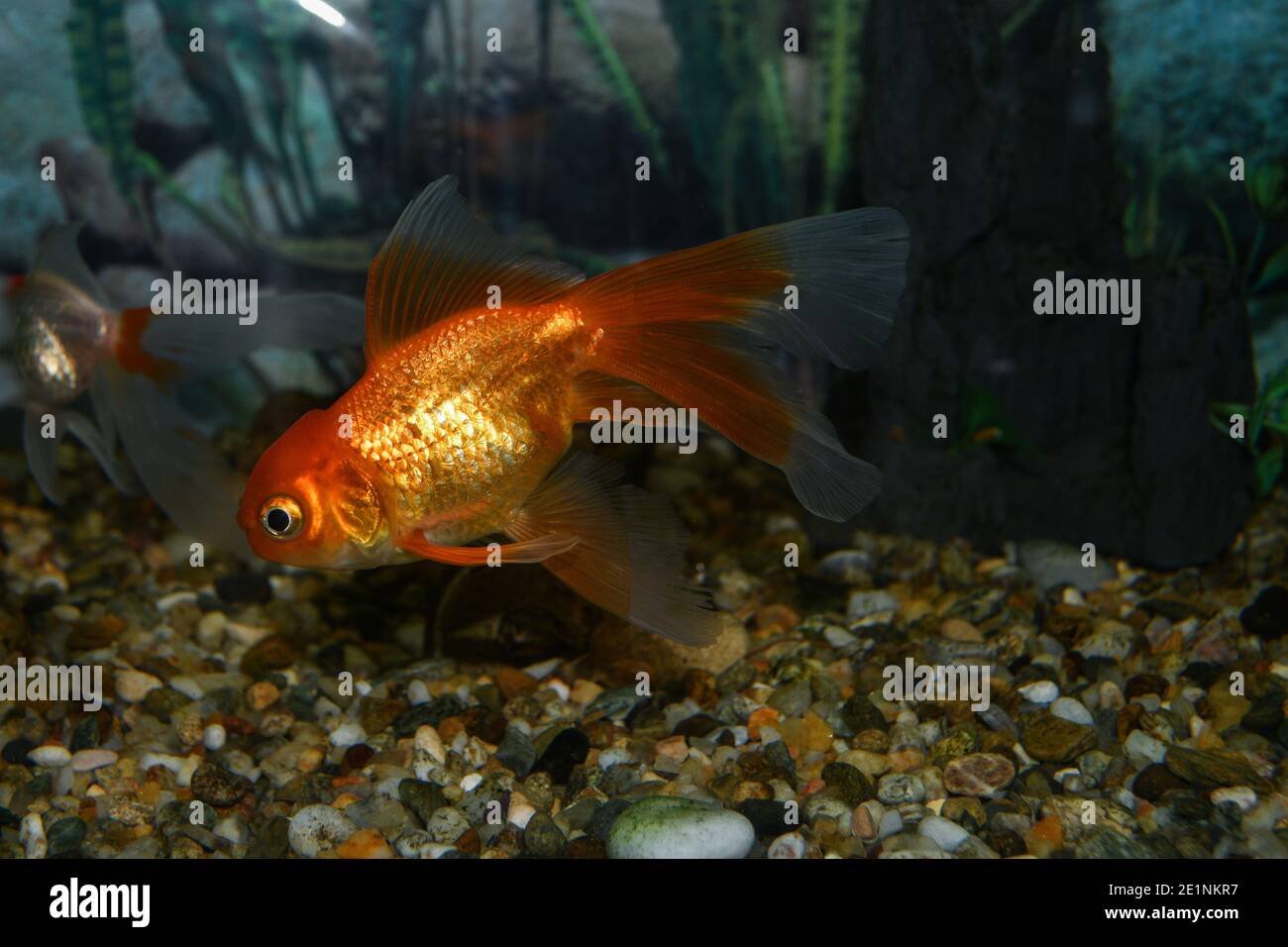 Cute Goldfish In Tank
