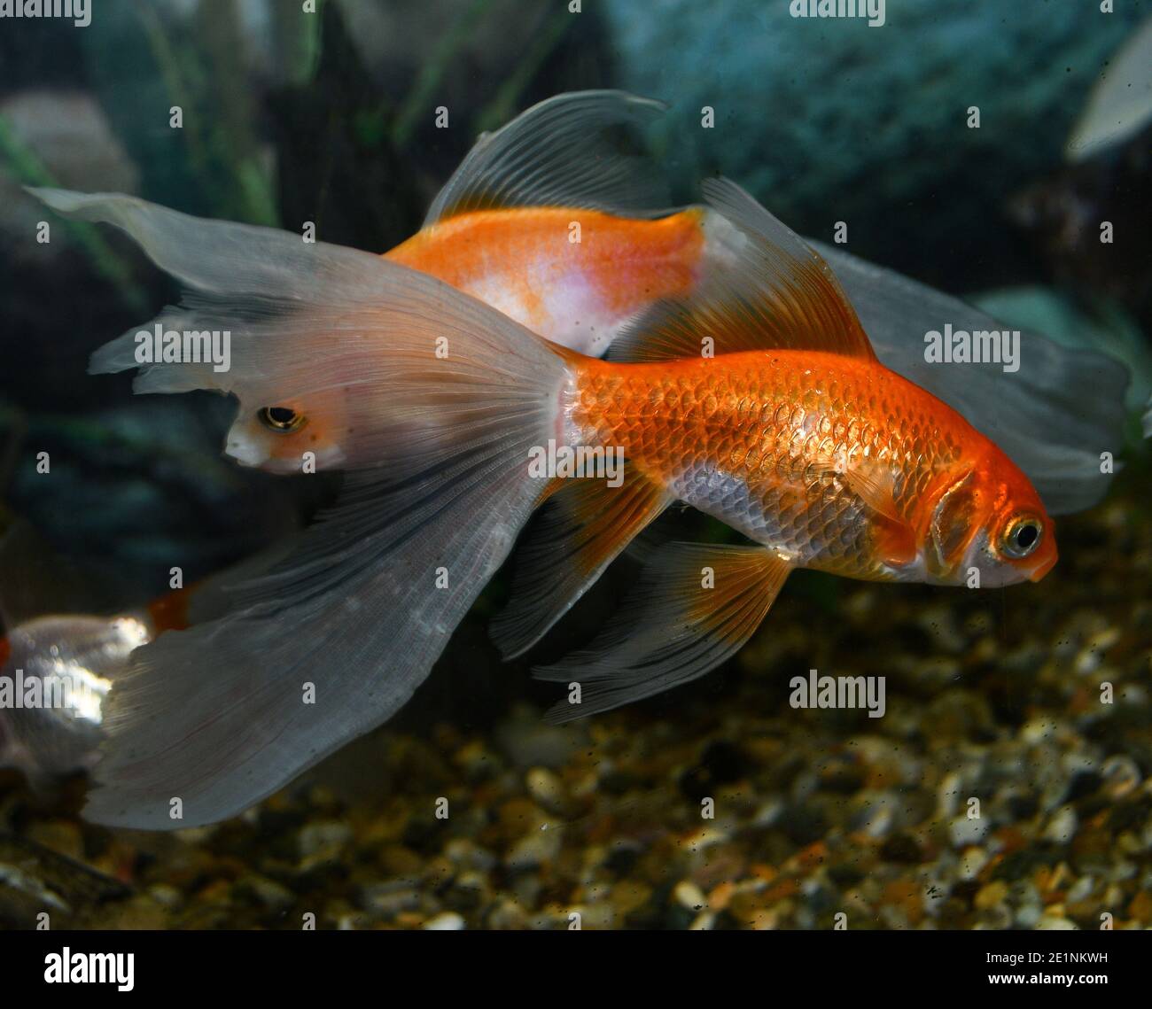 Goldfish plants hi-res stock photography and images - Alamy