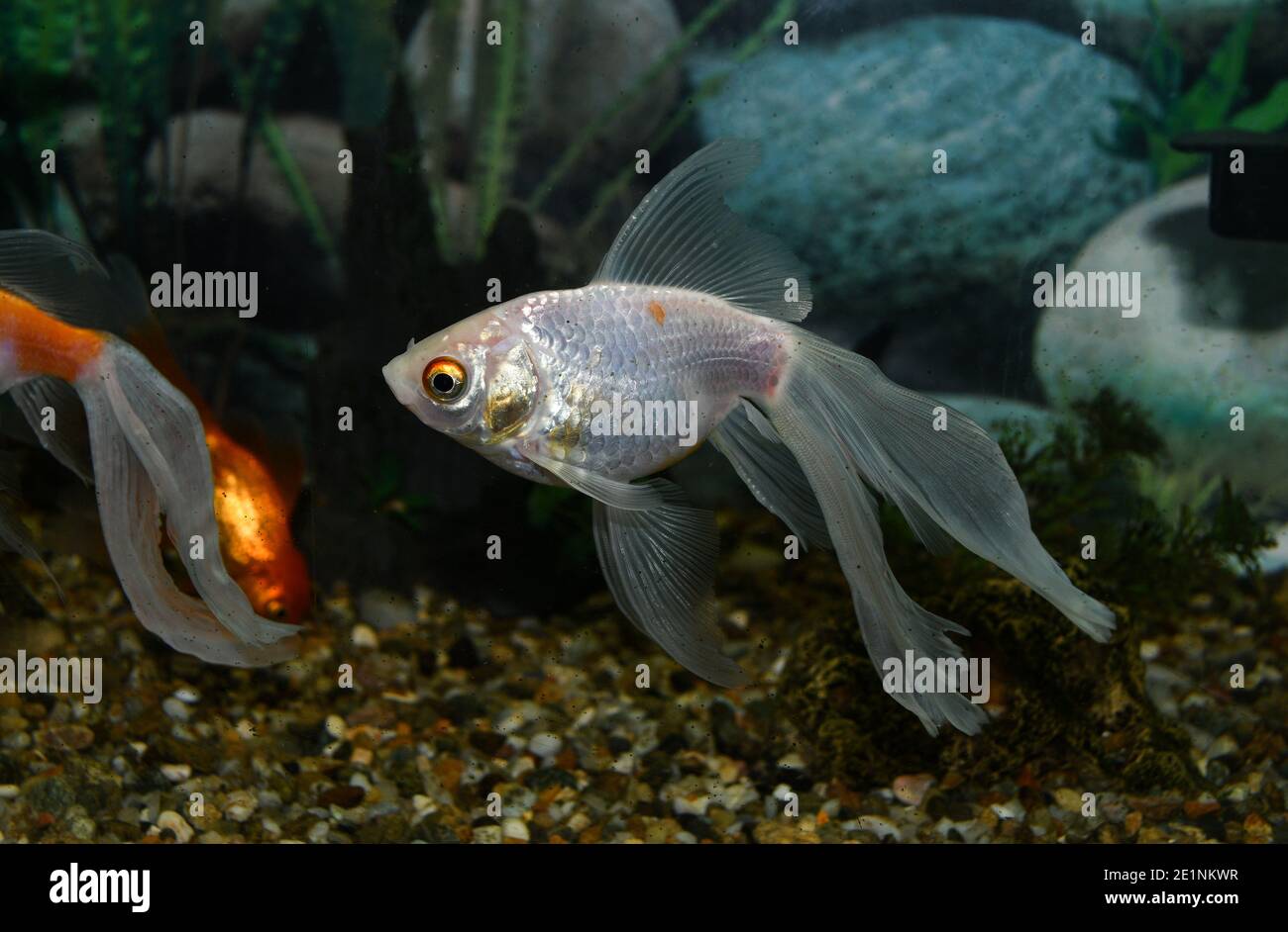 Beautiful goldfish in aquarium hi-res stock photography and images - Alamy