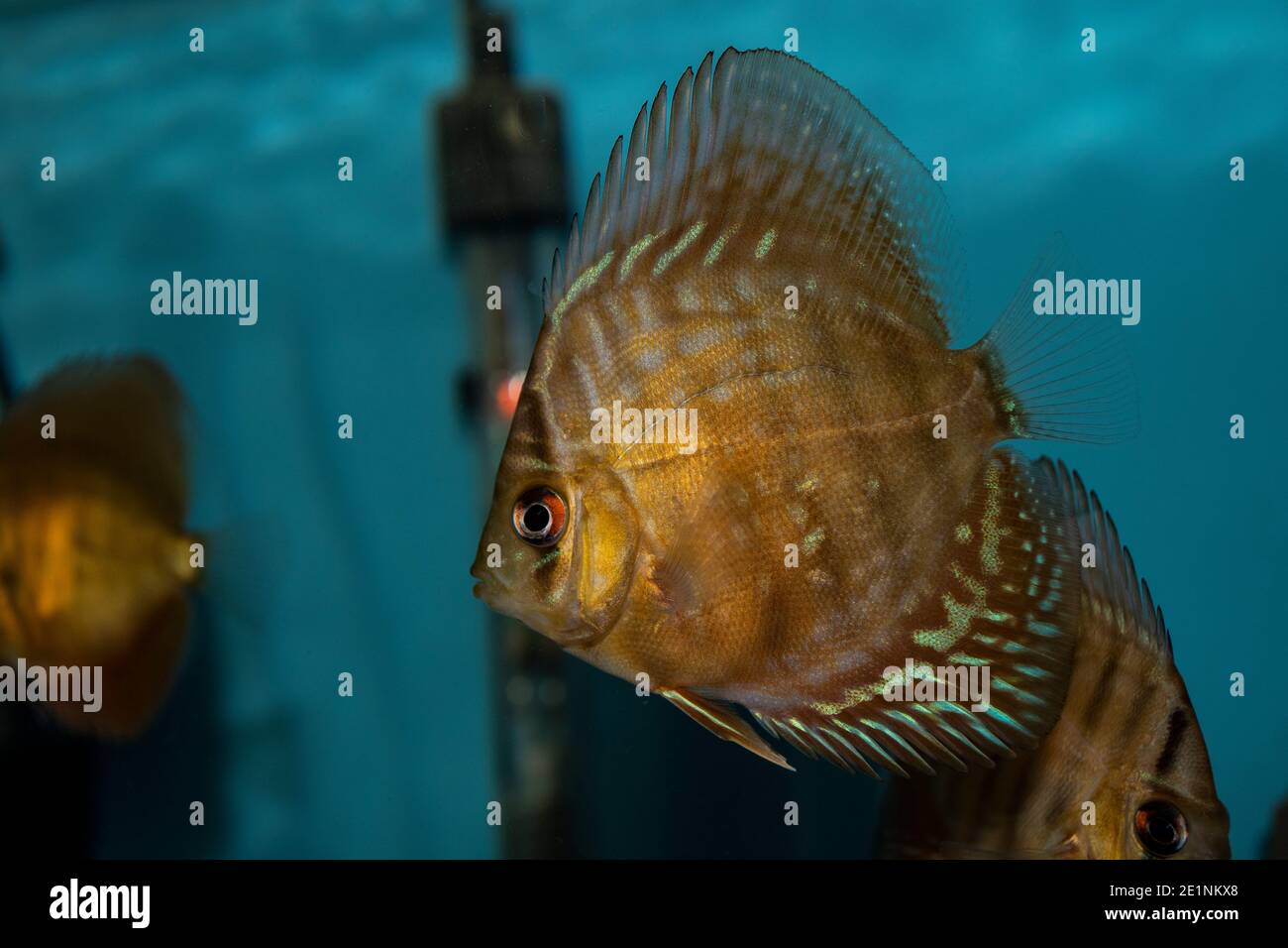 Turquoise Discus (Symphysodon Aequifaciatus Haraldi-juvenile) in ...